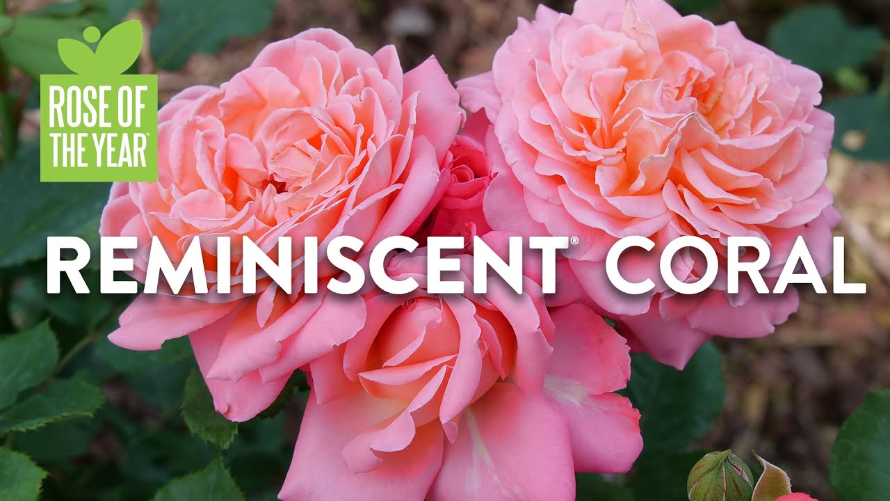 Rose of the Year 2025 - Reminiscent® Coral - YouTube
