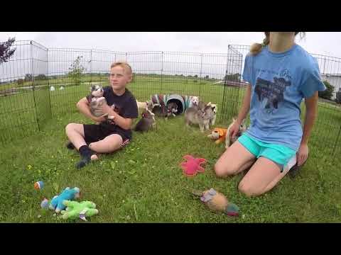 Anastasia & Aladdin's F3 Pomsky litter 6 weeks old 6:30:18