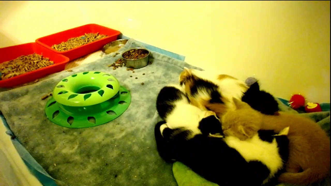 Brigitte and the Overwatch Kittens - YouTube