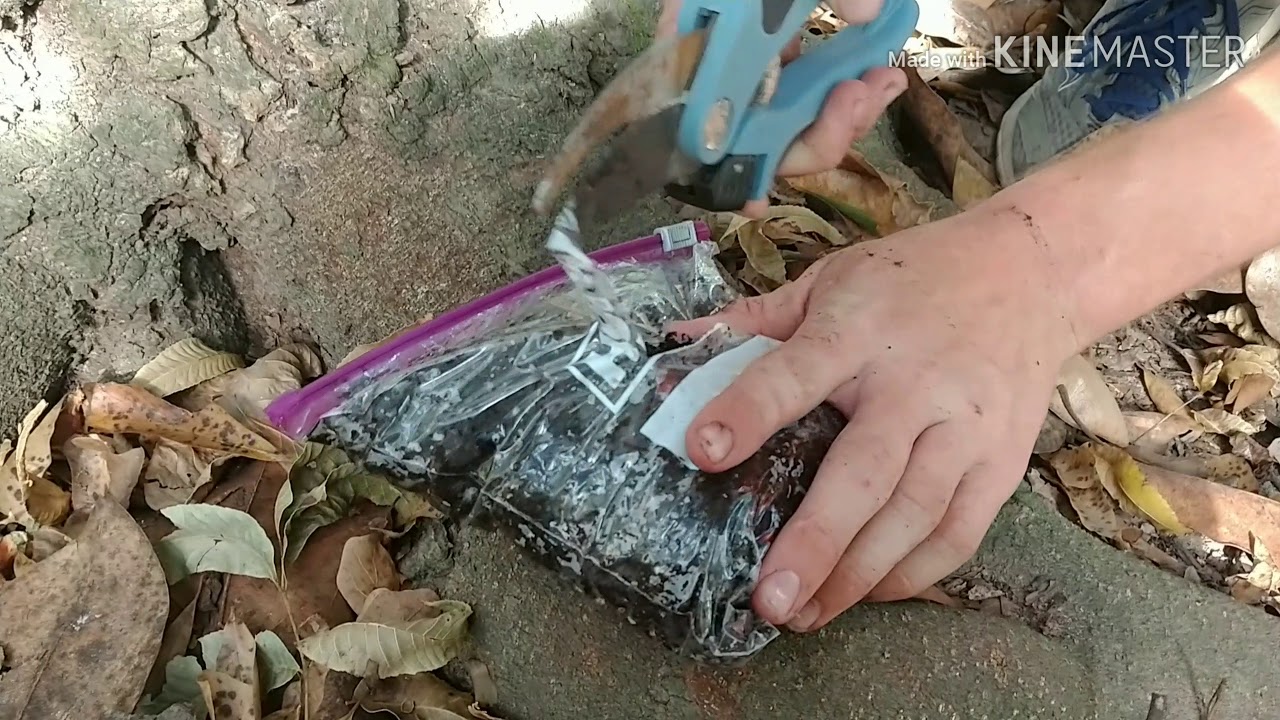First time trying to air layer a magnolia tree - YouTube