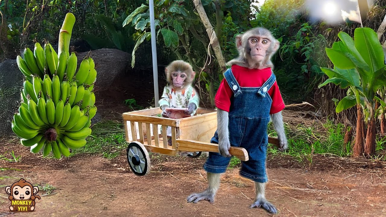 Monkey YiYi leads monkey Yumy to harvest bananas to bring to Un In ...