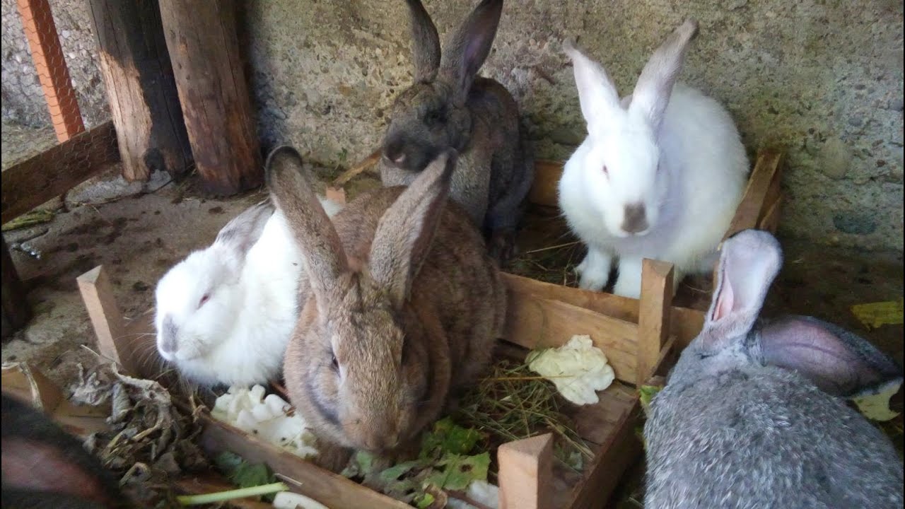 RABBIT 🐇 PARK - YouTube
