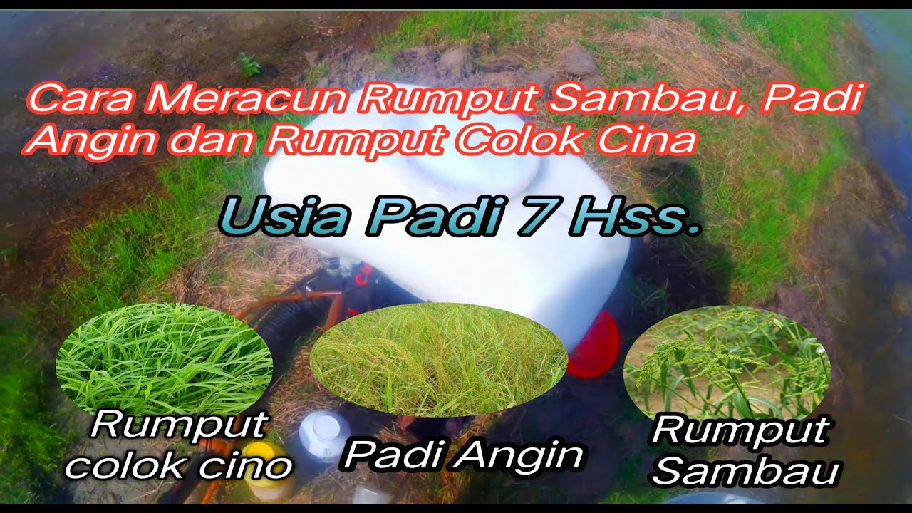 Meracun Padi Angin, Rumput Sambau, dan Rumput Colok Cina - YouTube