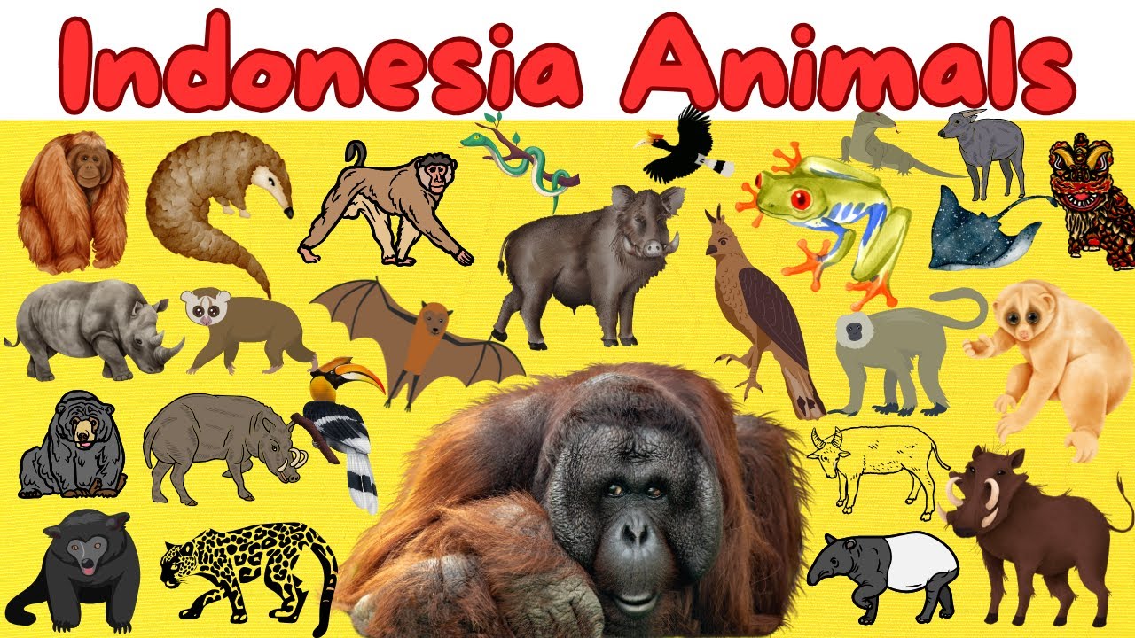 Meet Animals from Indonesia | Wildlife of Indonesia | Get Ready to ...