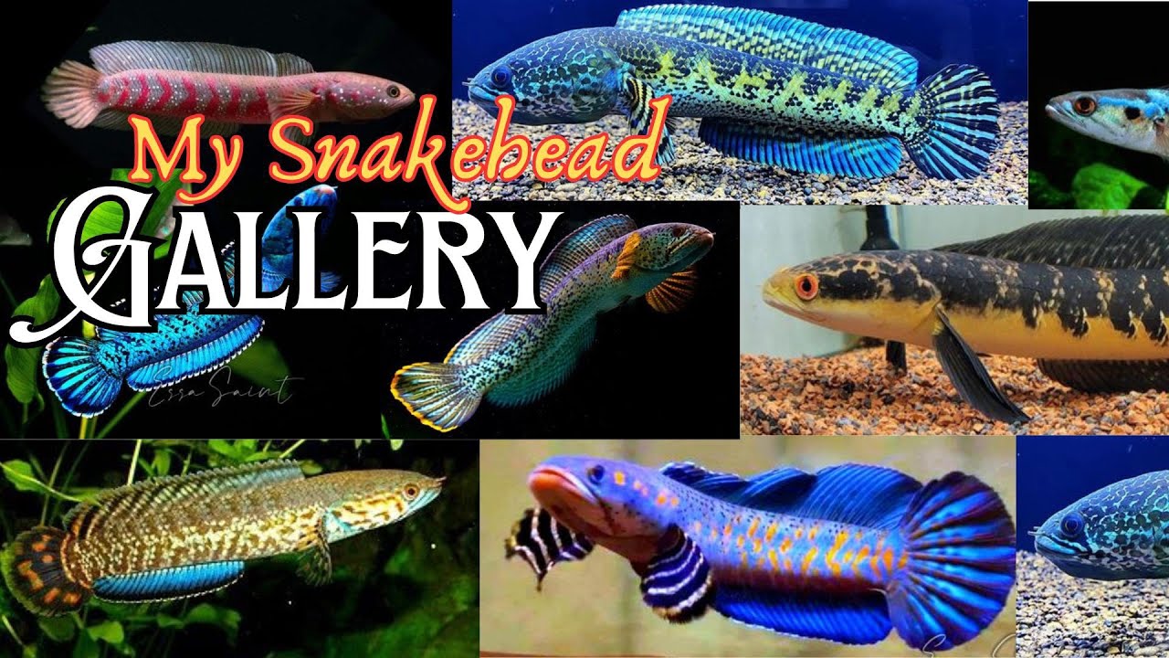 All my Snakehead fish Collection | Snakehead Gallery | Channa fish ...