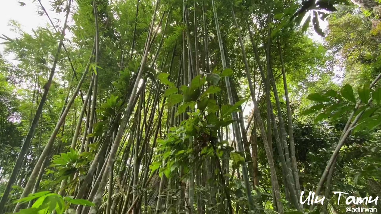 One Minute Hiking - Ulu Tamu Waterfall (iPhone 11 Pro) - YouTube