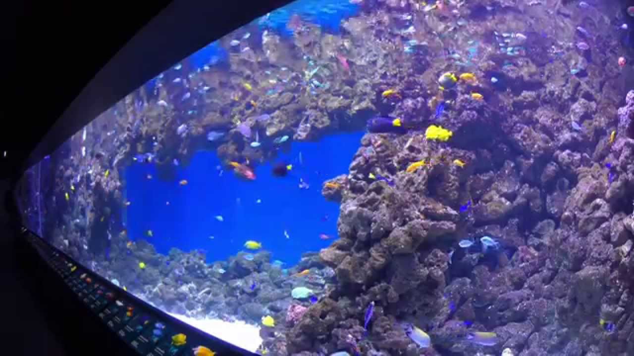 The Blue Planet Aquarium Copenhagen 4K ST - YouTube