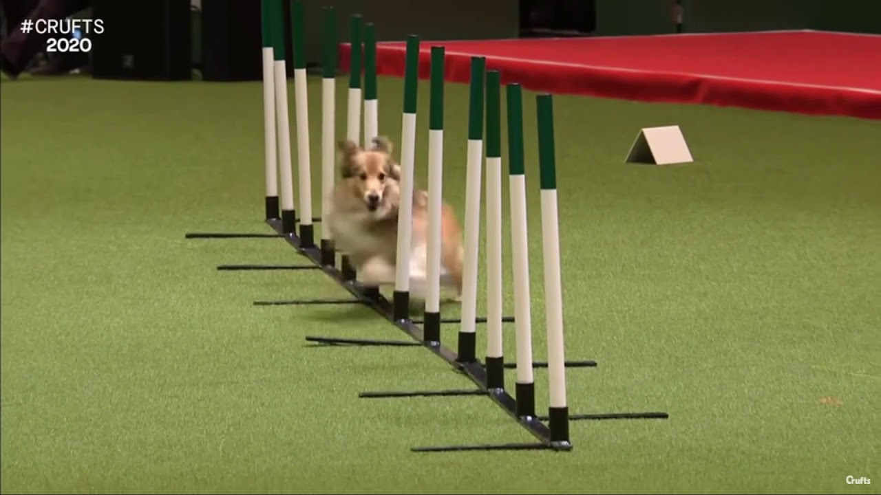 British Open - Agility - Crufts 2020 - YouTube