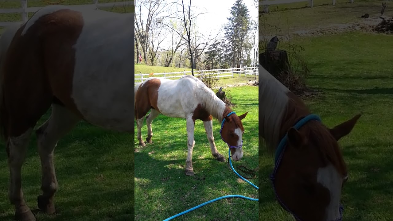 Sedated horse after teeth floated - YouTube