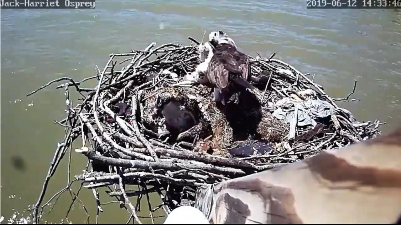 Dahlgren Osprey Cam Harriet moves Teddy again 2:33pm 6-12-2019 - YouTube