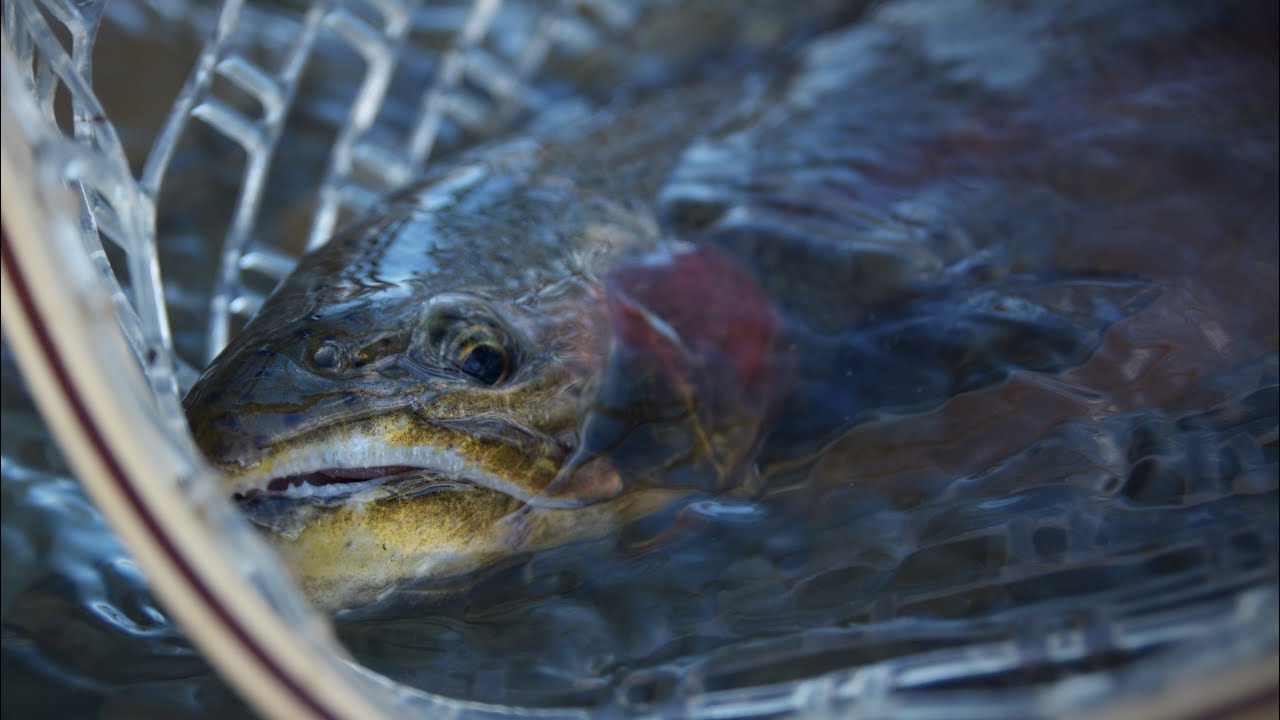 Essential Steelhead & Lake Run Trout Flies You NEED This Fall # ...