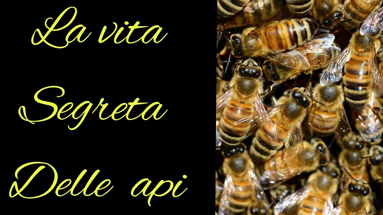 La vita segreta delle api. Documentario illustrato da Filos Aquarium ...