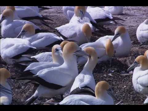 microsoft windows 7 video:wildlife - YouTube