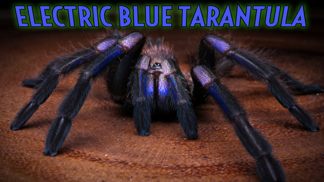 NEW TARANTULA! Chilobrachys natanicharum formerly sp. Electric Blue ...
