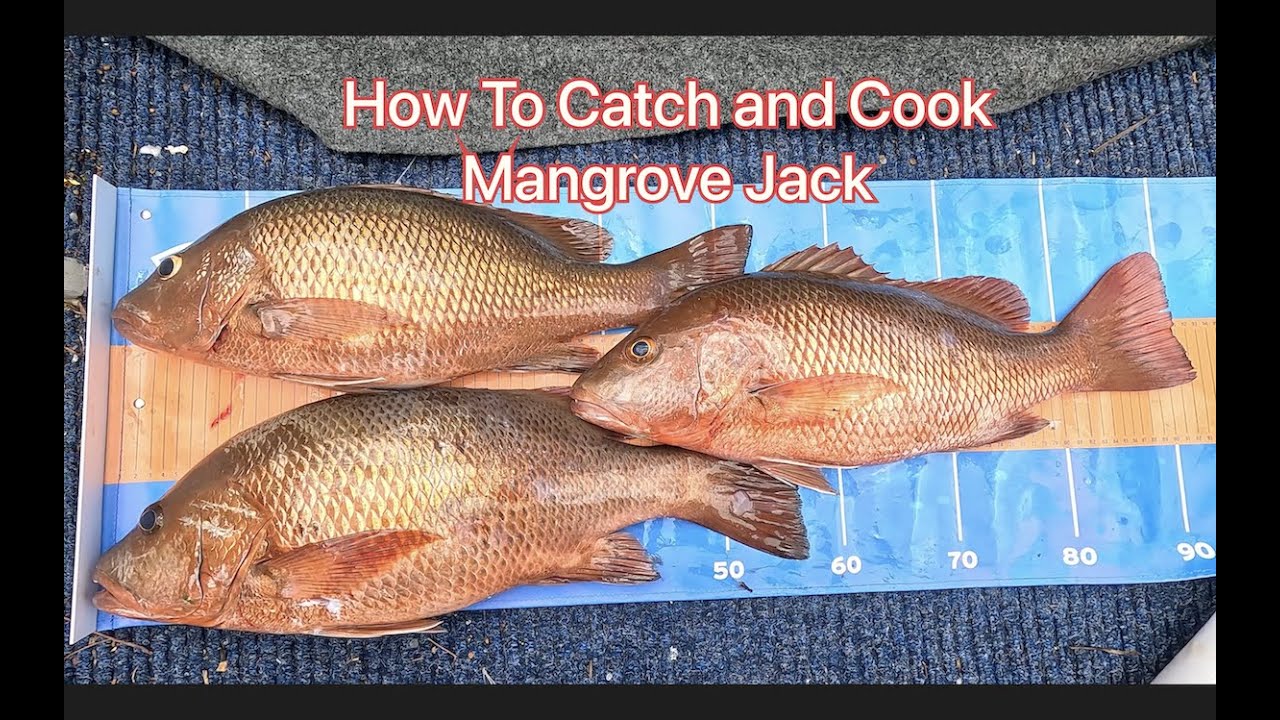 Gold Coast Fishing The Spit - How to Catch Mangrove Jack Fillet And ...