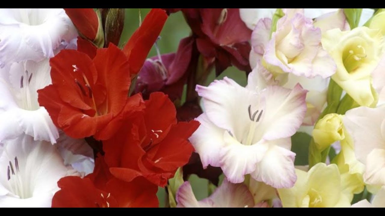 Cómo sembrar semillas de Gladiolos / Gladiola / Gladiolus / Espadilla ...