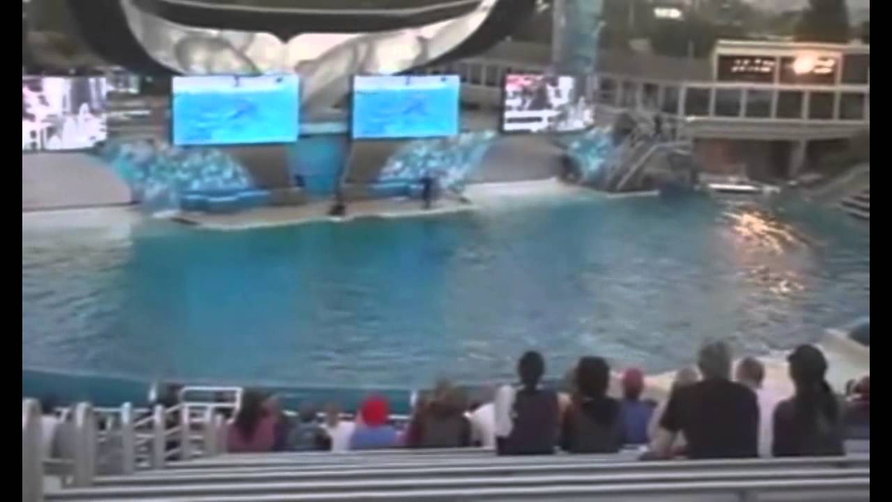 Whale Eats Man - YouTube