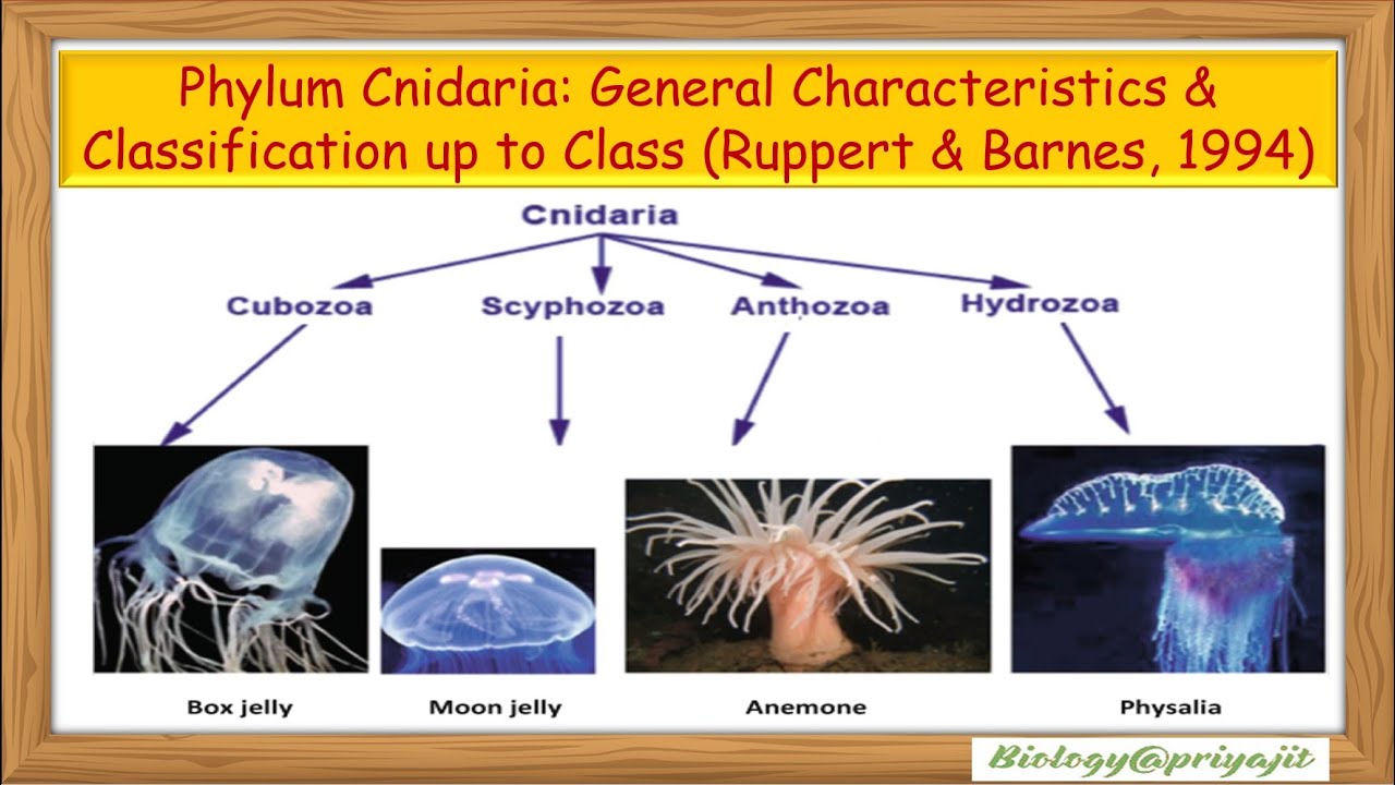 Phylum Cnidaria: General Characteristics & Classification up to Classes ...