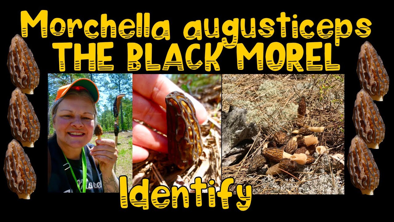 Black Morel Mushroom Hunting how to identify & find, #morelmushrooms, # ...