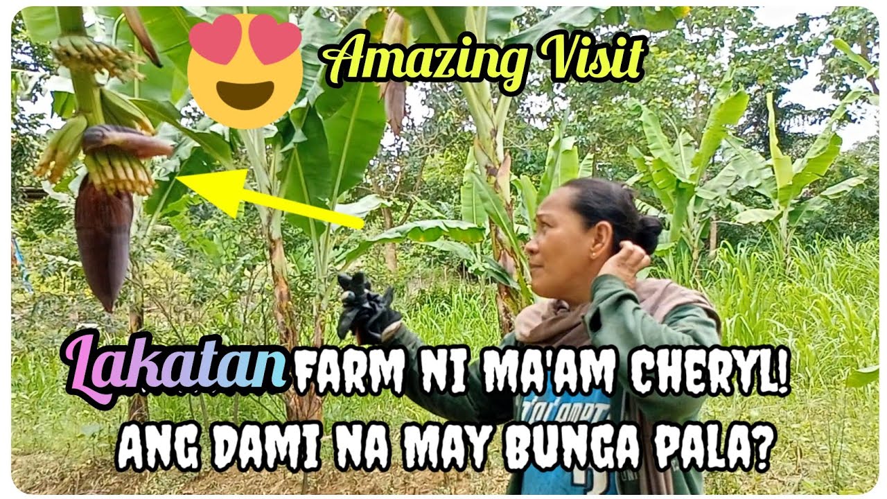 『Amazing Lakatan Farm Visit! Cheryl Farm』〘Maraming Nagbubunga na pala ...