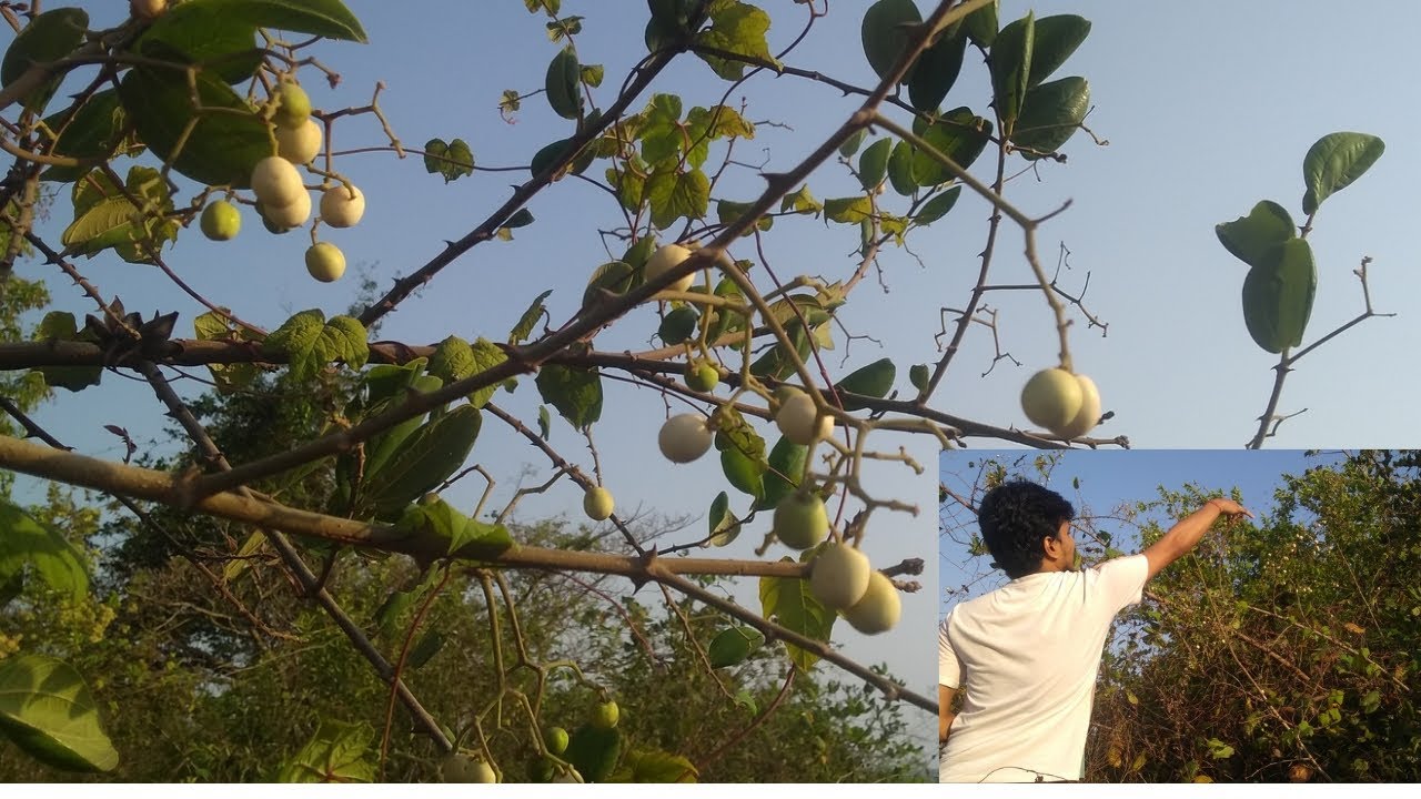 ||Goa's wild fruit|| CHURNA || ZUNNA BERRY OR COTTON FRUIT|| - YouTube