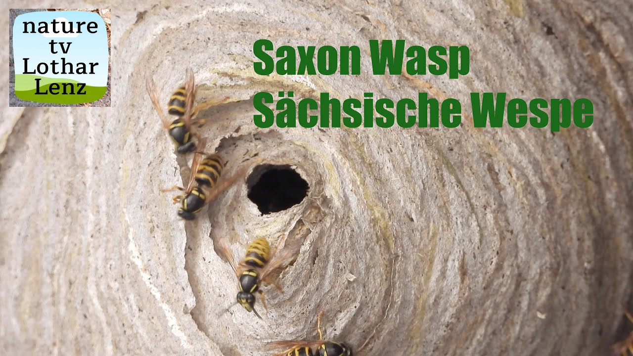 Saxon wasp observations. Sächsische Wespen am Nest. - YouTube