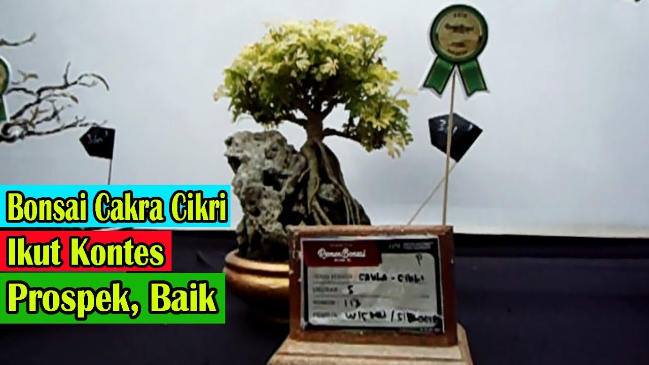Bonsai Cakra cikri ikut kontes dan pameran - YouTube