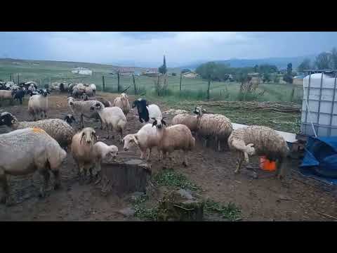 koyunların kışlık, hazırlığı fareler, koyunlar, la sohbet canım çoban abim 🤗
