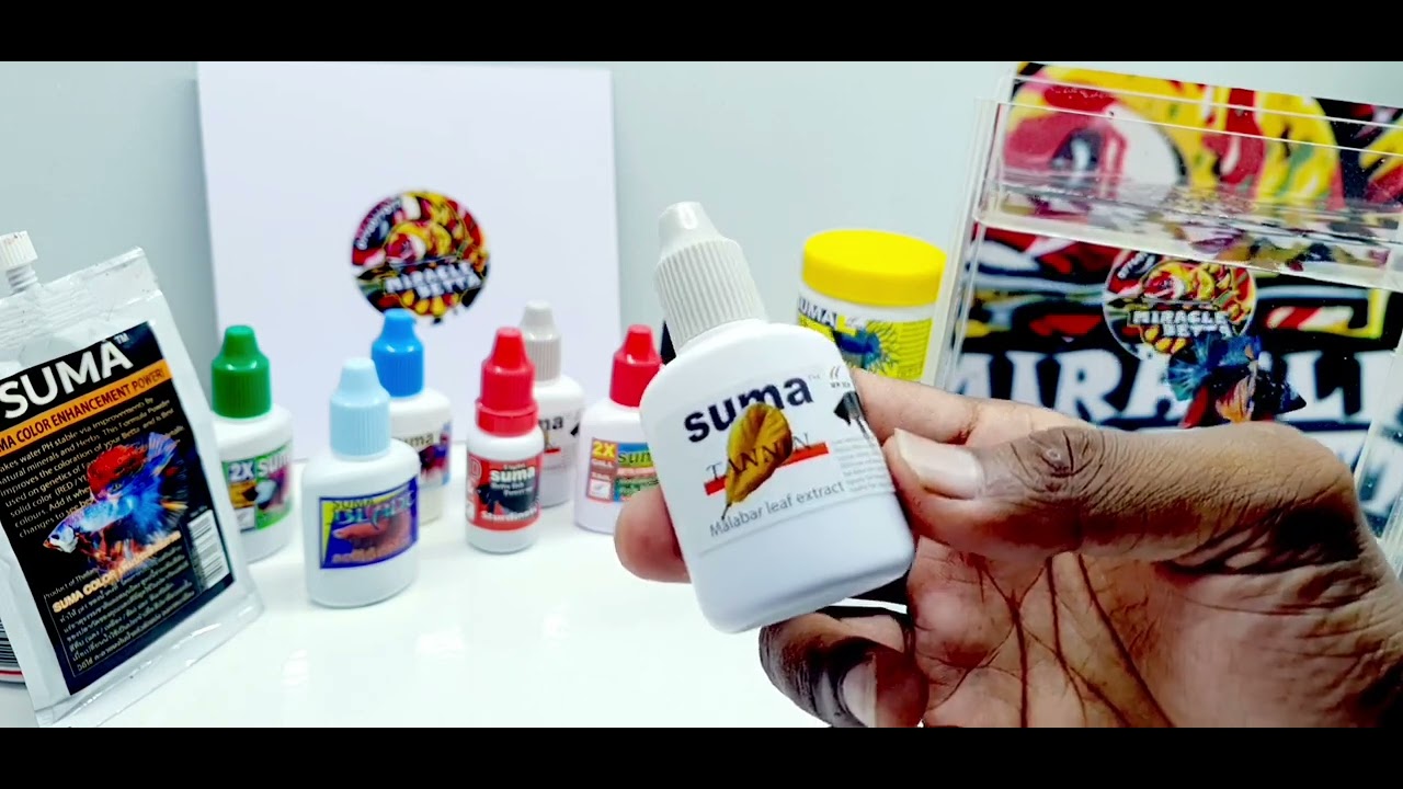 SUMA MEDICINE FOR BETTA /FIGHTER FISH IN SRI LANKA - YouTube