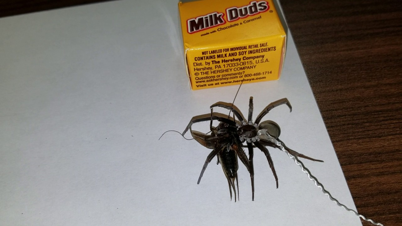 Big spider on a leash - YouTube