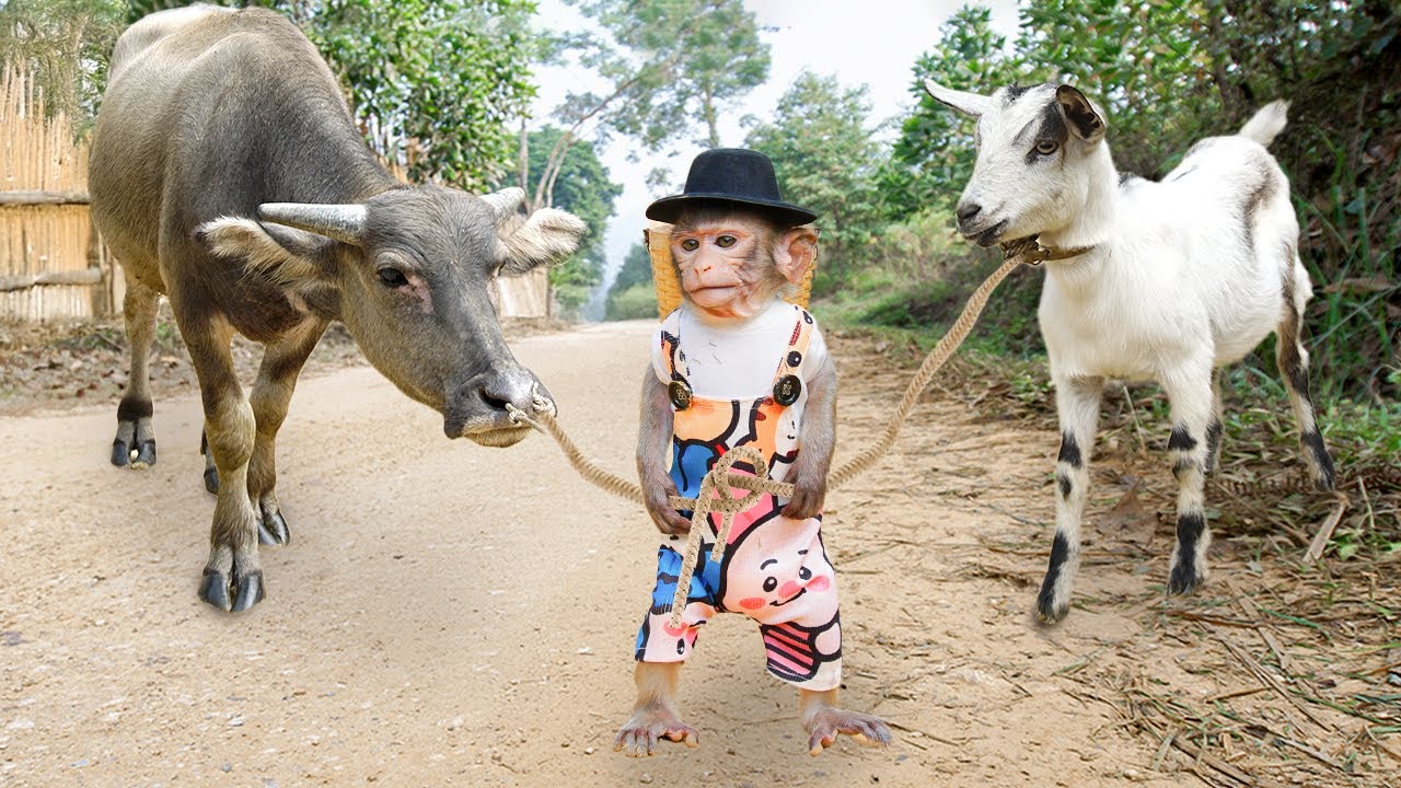 Smart Monkey MiMi Takes Over Herding Duties in the Funniest Way! - YouTube