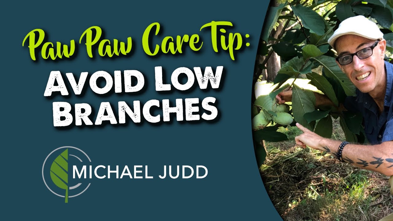 Paw Paw Care Tips - YouTube
