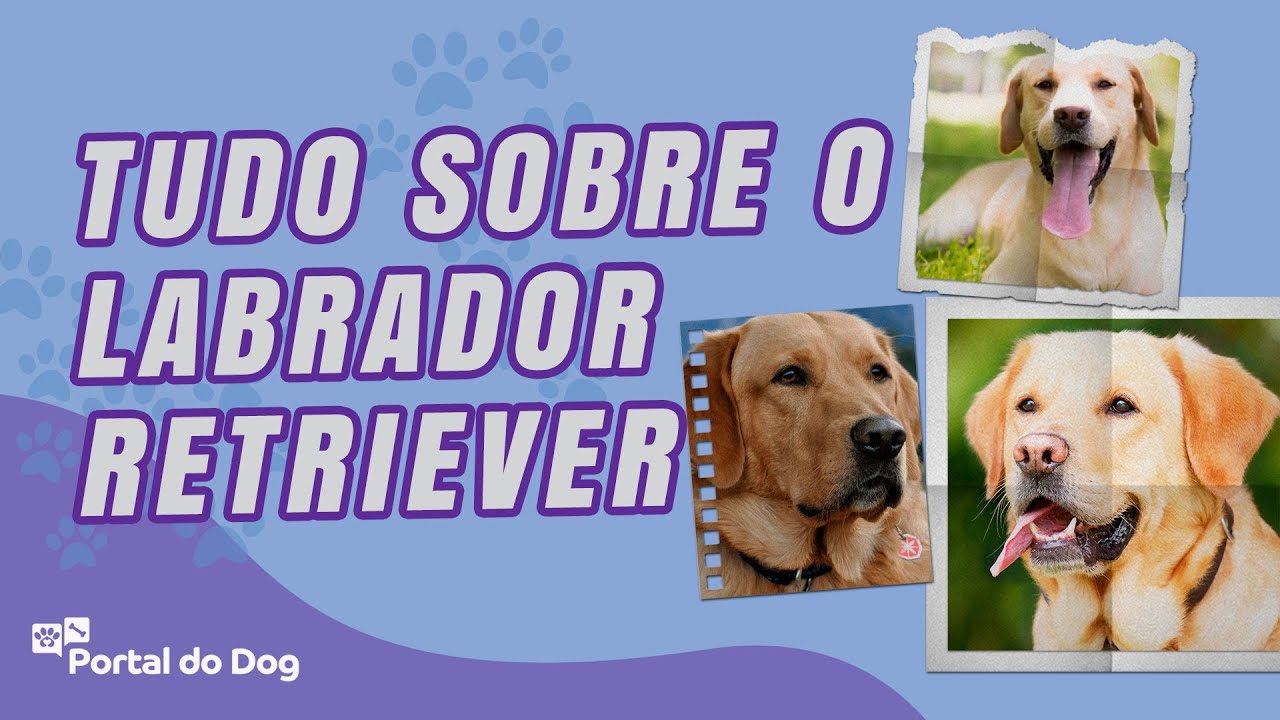 Tudo sobre o Labrador Retriever - YouTube