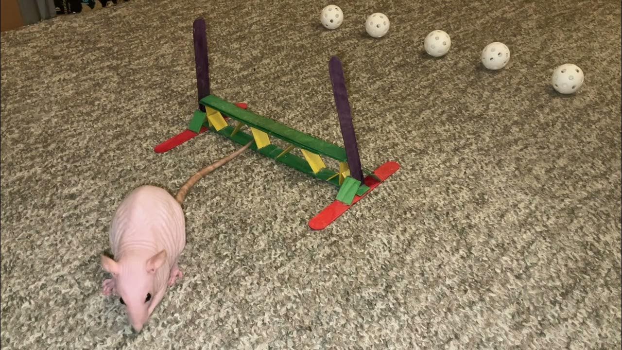 My smart pet rat Tofu combining scent work with a jump! - YouTube