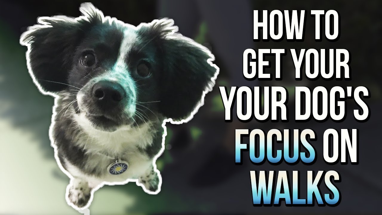 HOW TO GET YOUR DOG'S FOCUS ON WALKS - YouTube