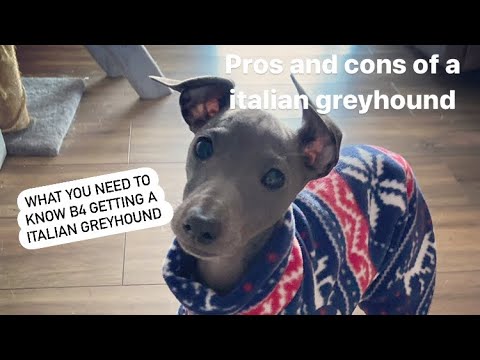 Owning a Italian Greyhound the Pros & Cons - YouTube