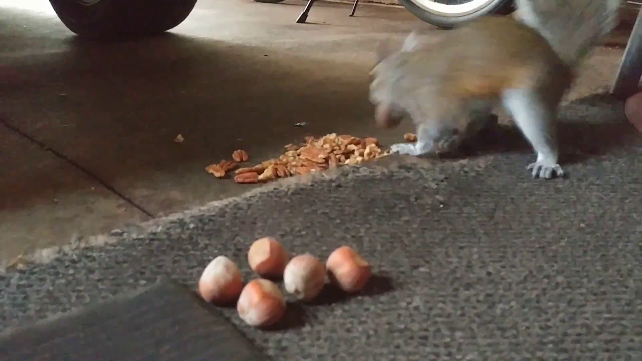 Wednesday Squirrels - YouTube