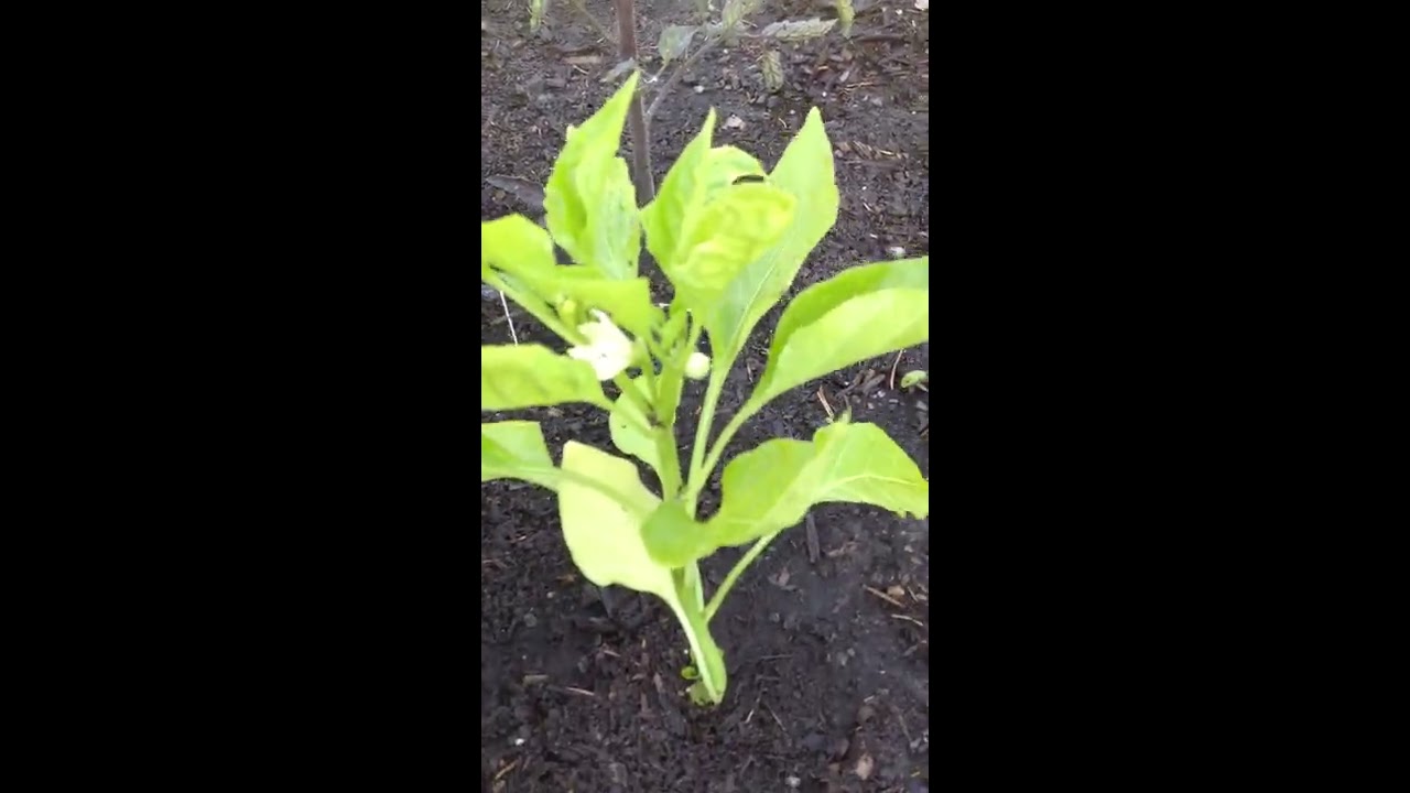Pimento pepper plants. - YouTube