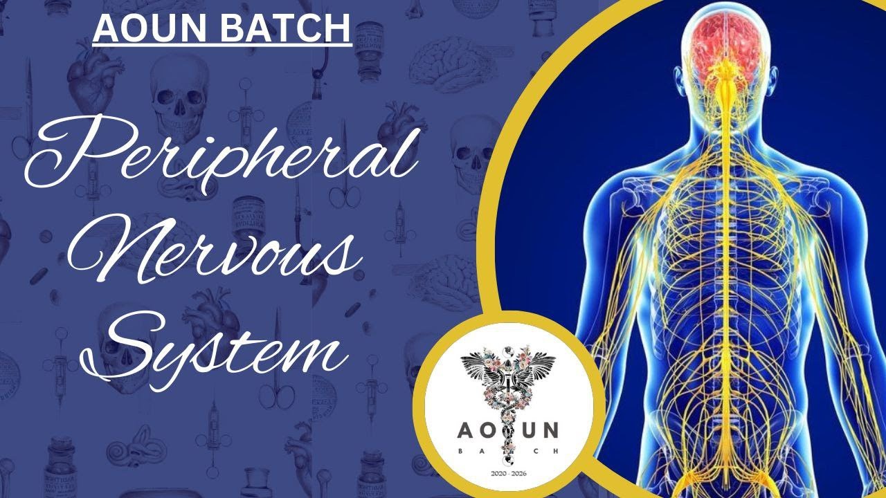 Anatomy - L7 - YouTube