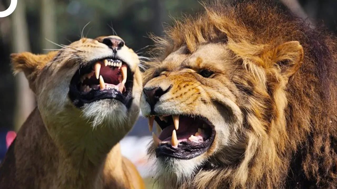 Savanaların Hükümdarları: Vahşi Doğanın Aslan Krallarının Yaşamı 🦁 ...