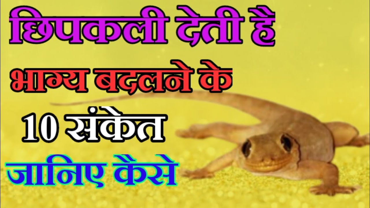छिपकली के बताये हुए 10 शुभ संकेत , छिपकली से जुड़े शकुन - अपशकुन ...