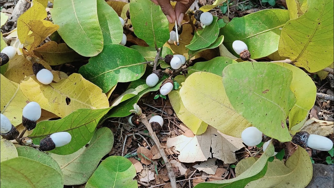 Wahid Biba tree test in Coll me 9359409390 - YouTube