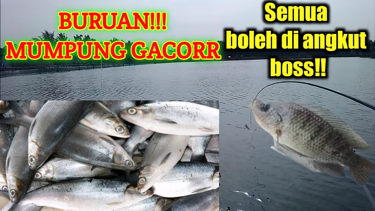 Mancing mujair terbaru || semua jenis boleh di angkut - YouTube
