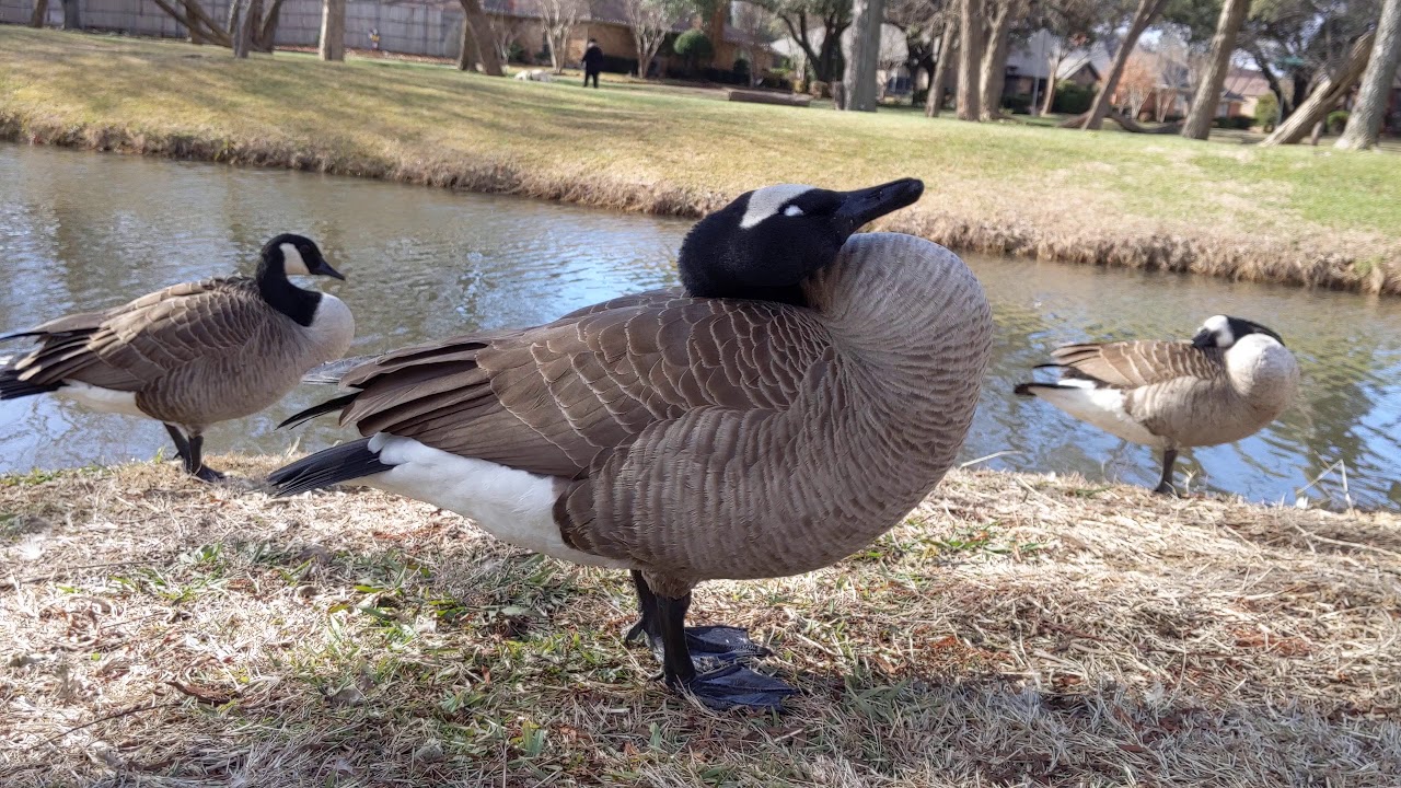 Canada geese preening this morning in Carrollton Texas - YouTube
