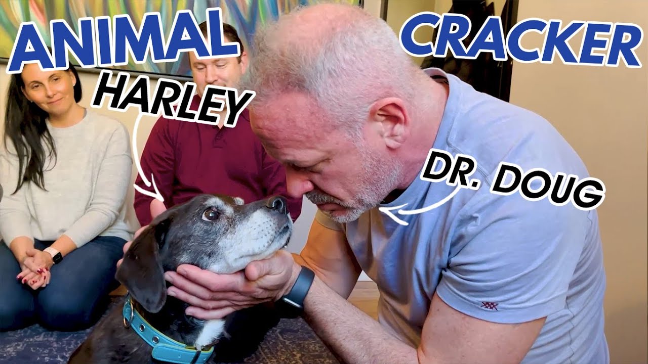 OLD DOG ~ HUNCHED BACK & CAMPED UNDER: STRESS FREE with CHIRO ...