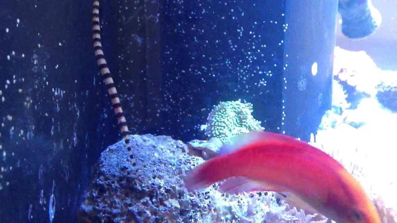 Banded Pipefish- My Experience - YouTube