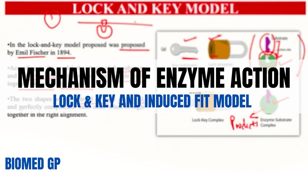 Mechanism of Enzyme Action | Lock & Key and Induced Fit Model | Learn ...