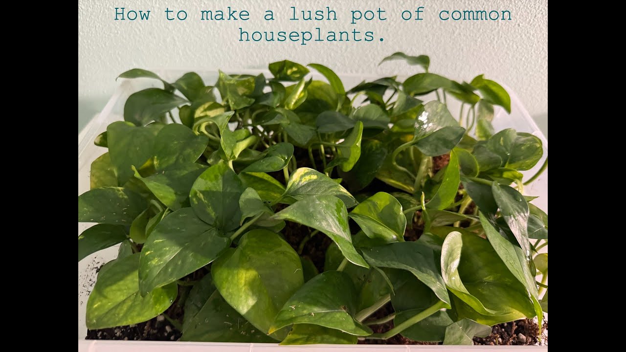 How to make a lush container of houseplants - YouTube