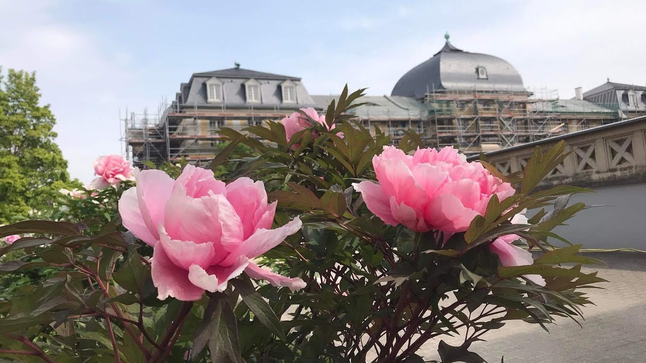 Beautiful Peonies in Botanical Garden Bonn - YouTube