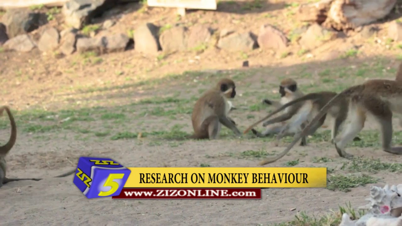 Research On Monkey Behaviour - YouTube